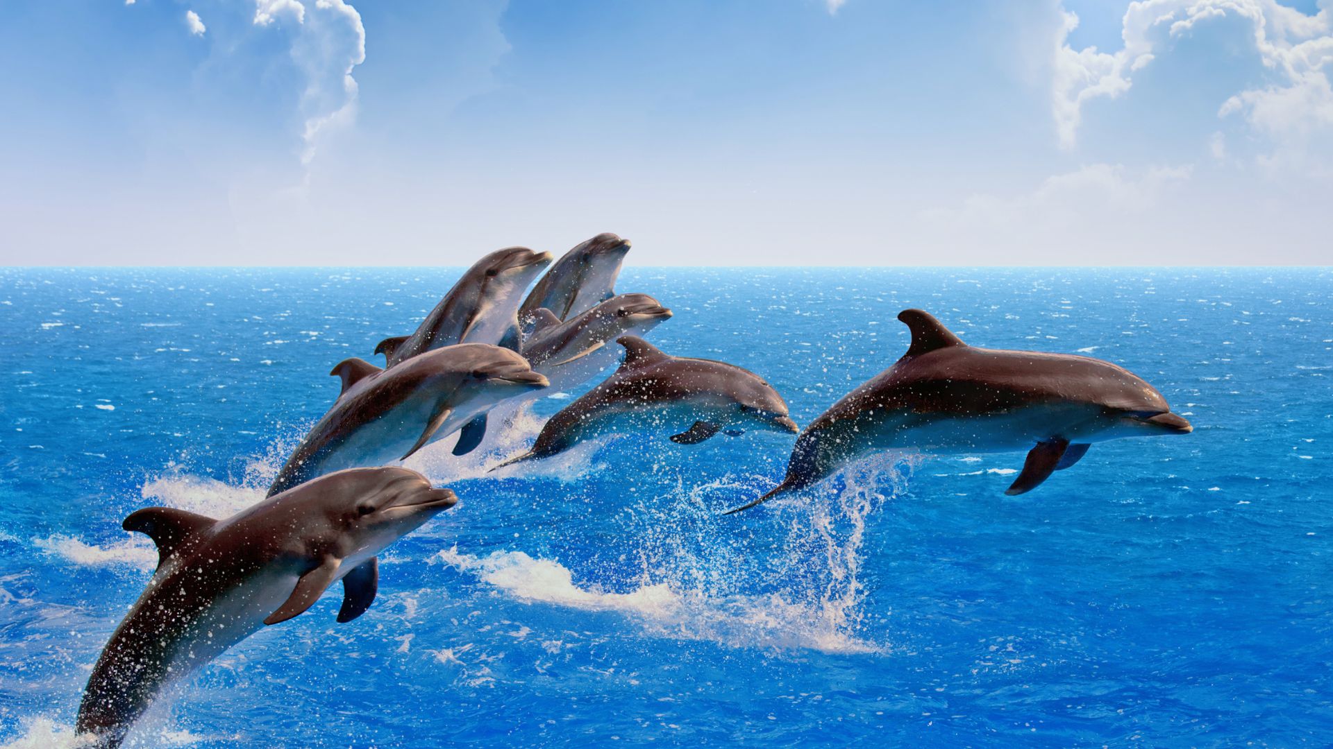 Experience the Magic of Mnemba Island’s Dolphin Tours - Mnemba Dolphin ...